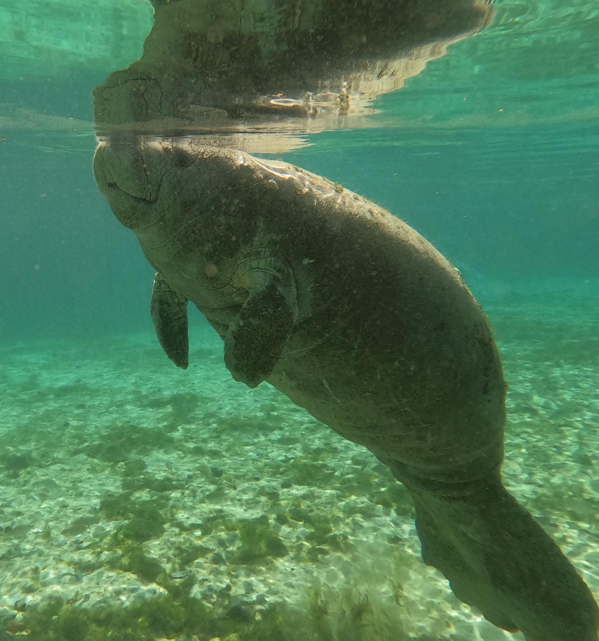 Salty Siren Tours and Charters in Crystal River | VISIT FLORIDA