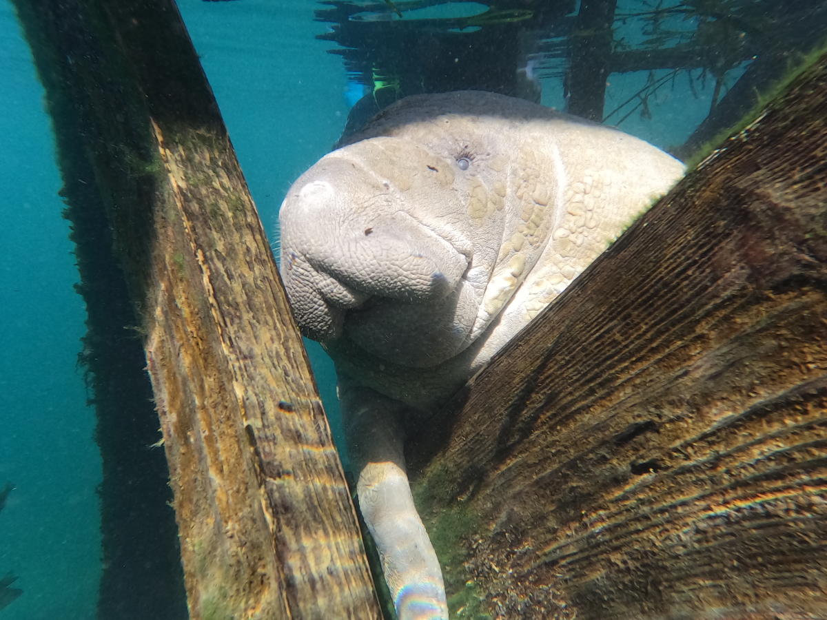 Salty Siren Tours and Charters in Crystal River | VISIT FLORIDA