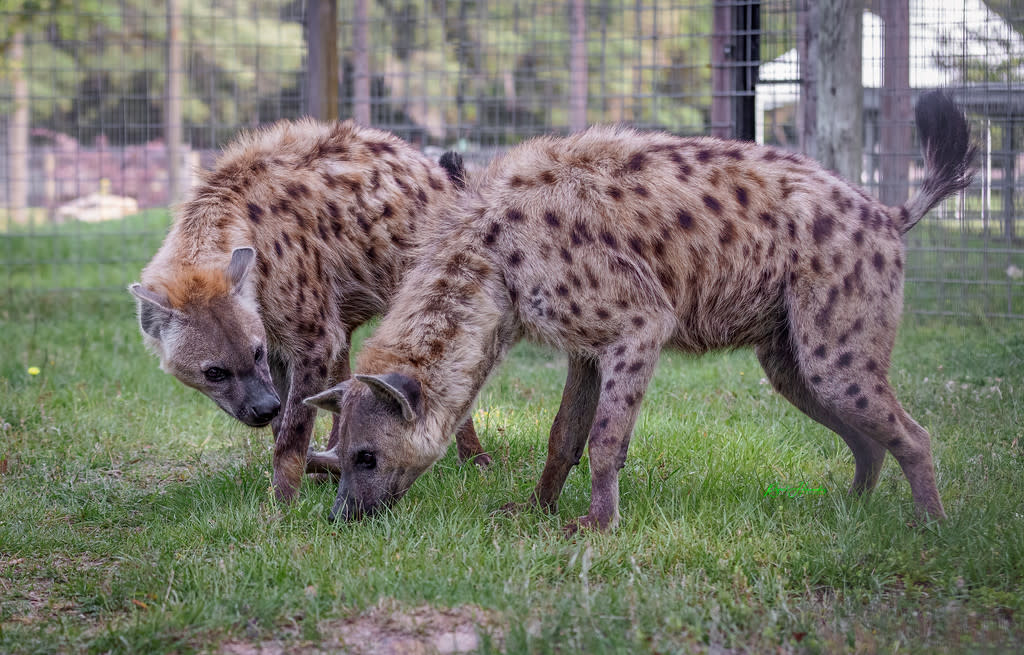 Carson Springs Wildlife Conservation Foundation in Gainesville | VISIT ...