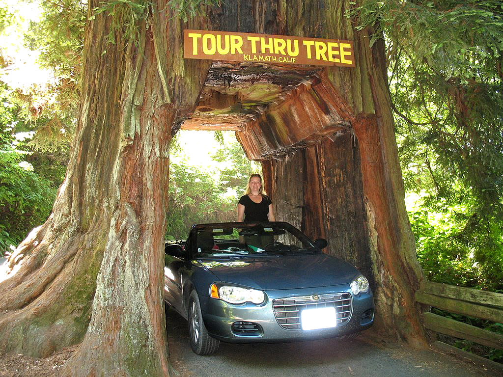 Drive Through a Redwood