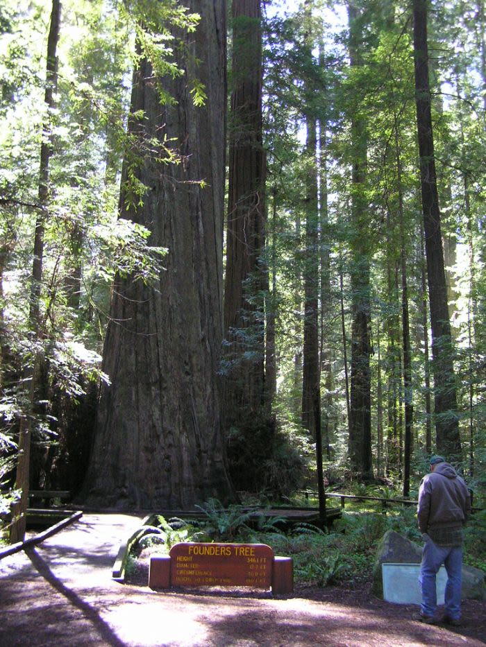 Founder's Grove & The Dyerville Giant