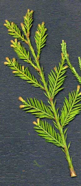 About the coastal redwoods