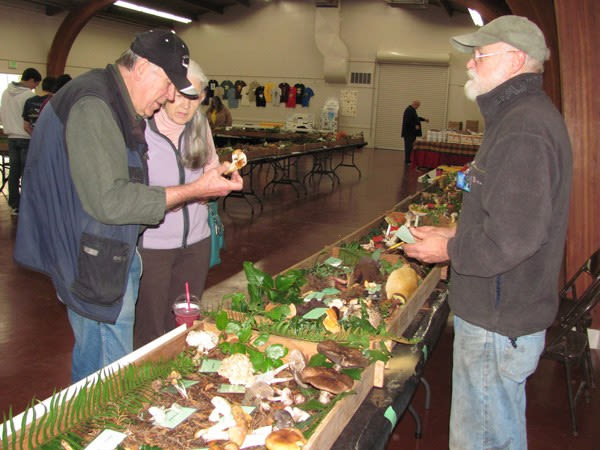 HBMS Mushroom Fair