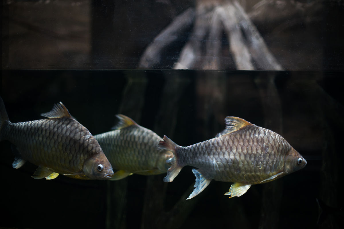 Loveland Living Planet Aquarium