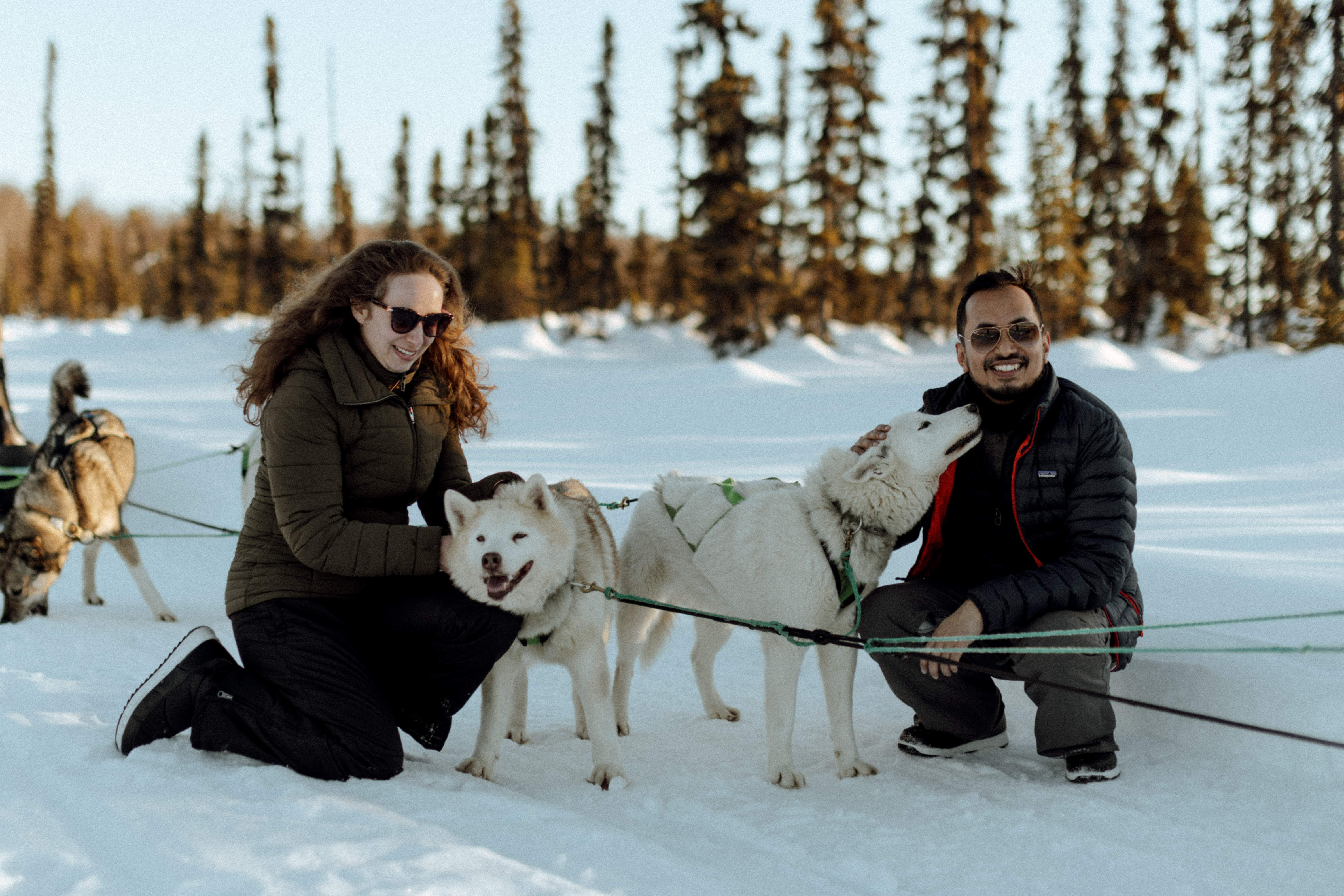 Susitna Sled Dog Adventures