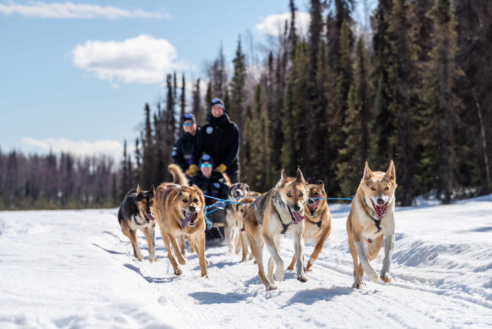 Alaskan Husky Adventures