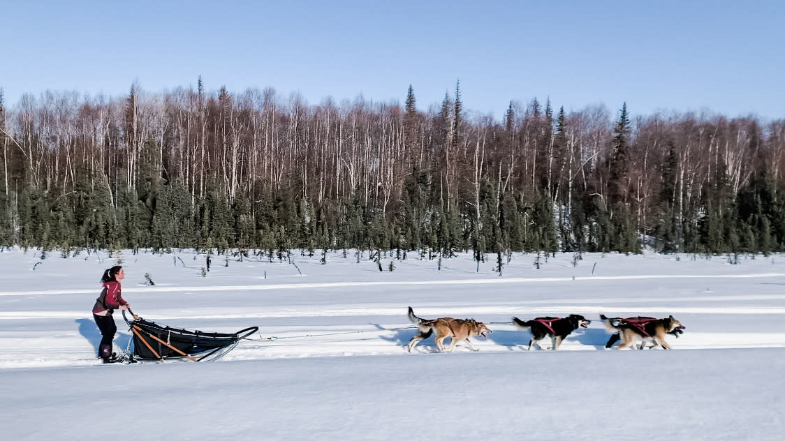 Alaskan Husky Adventures