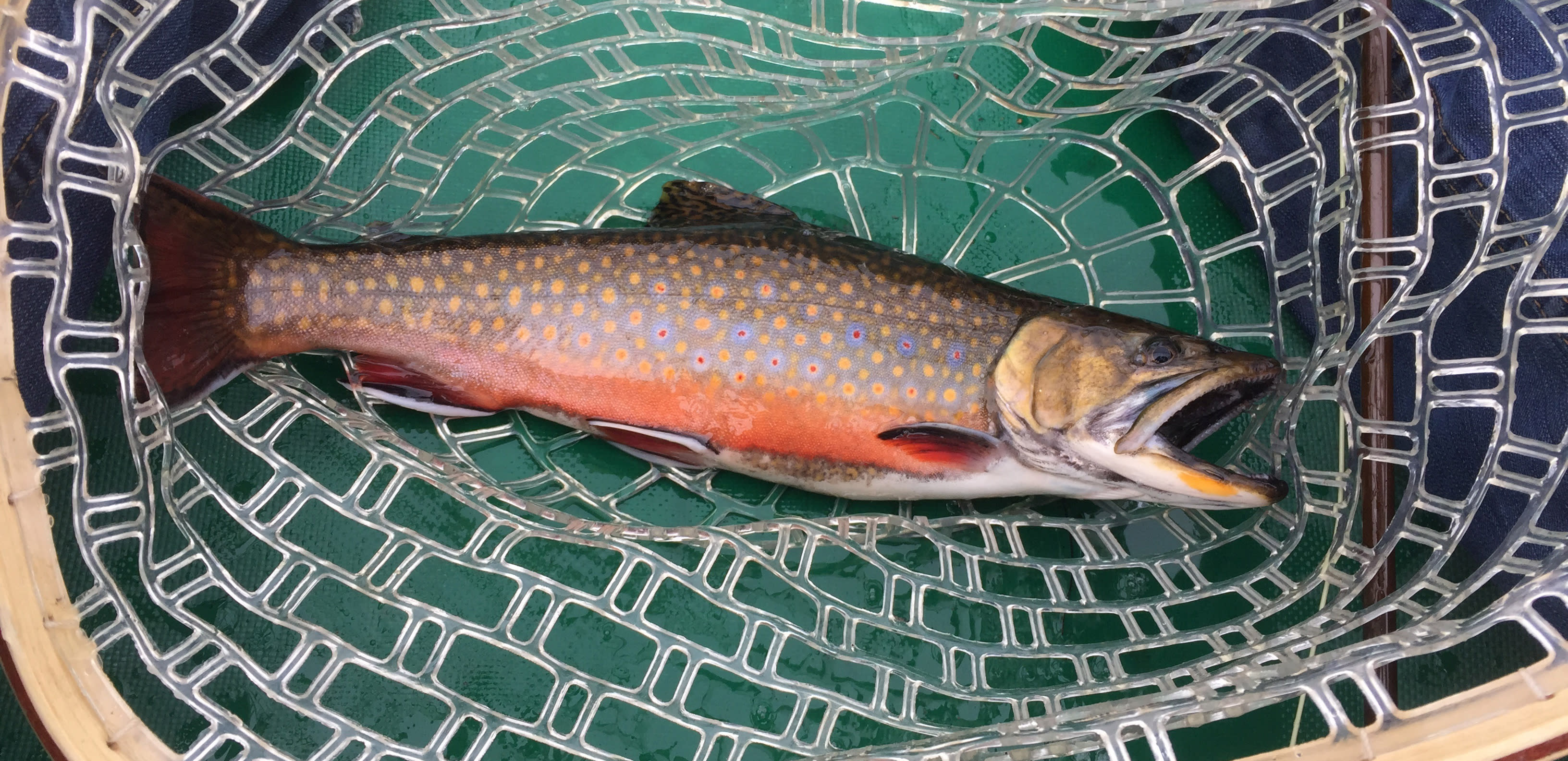 Upstate Guide Service - Adirondacks | Saranac Lake, NY 12983