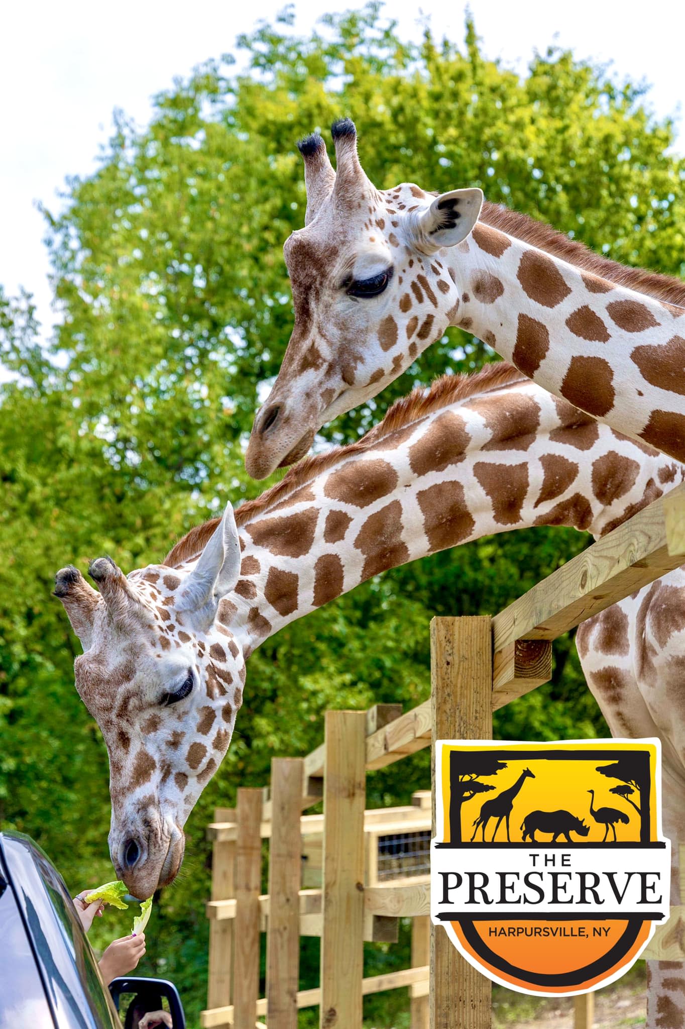 The Preserve at Animal Adventure | Harpursville, NY 13787