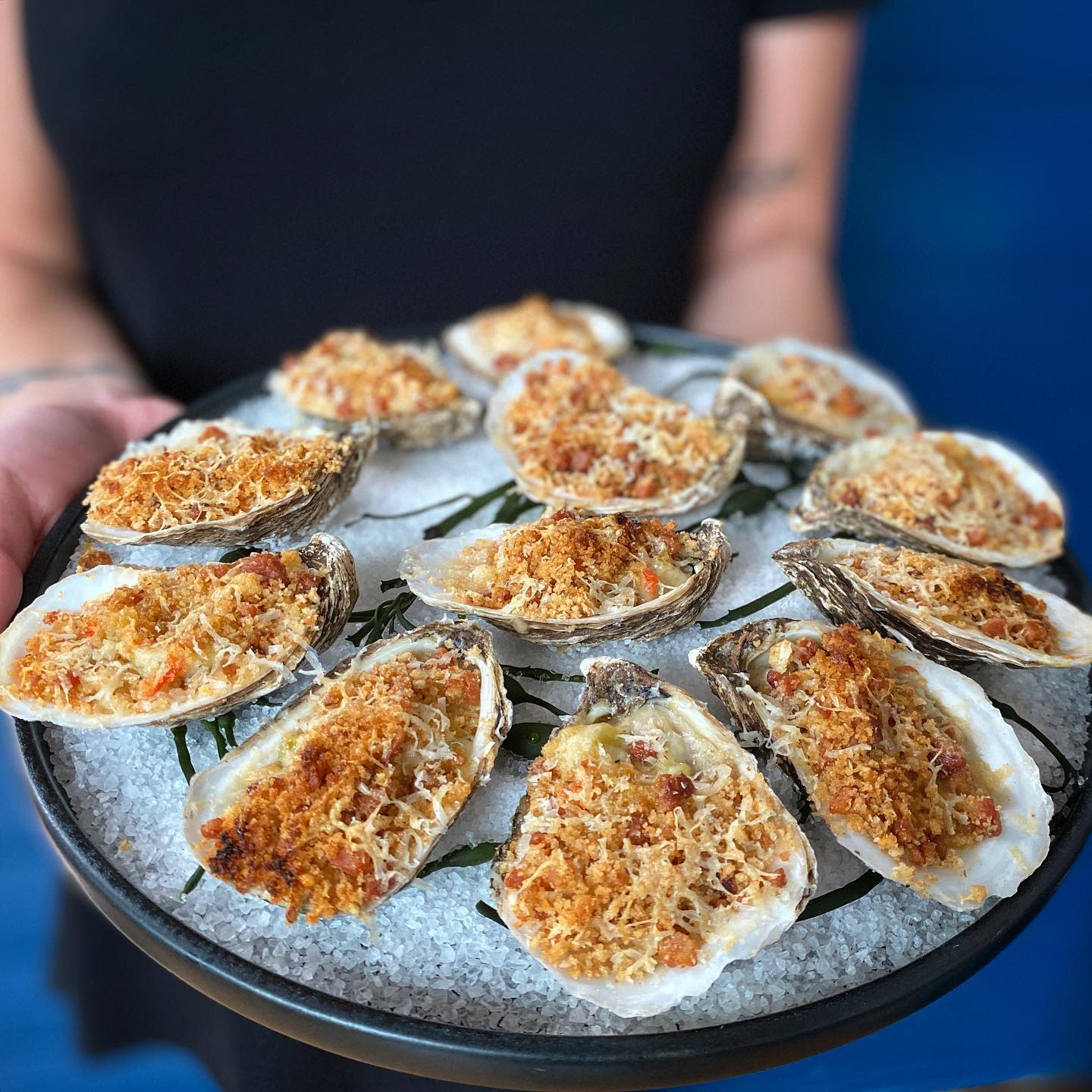 Velvet Belly | Rochester, NY 14609