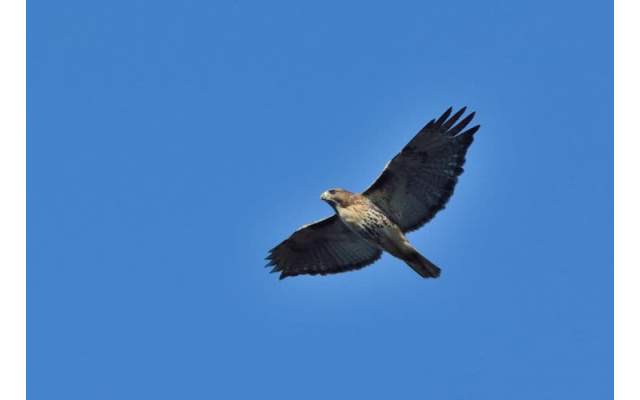 Hawk Mountain Sanctuary