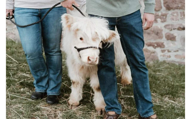 Swartz Farm