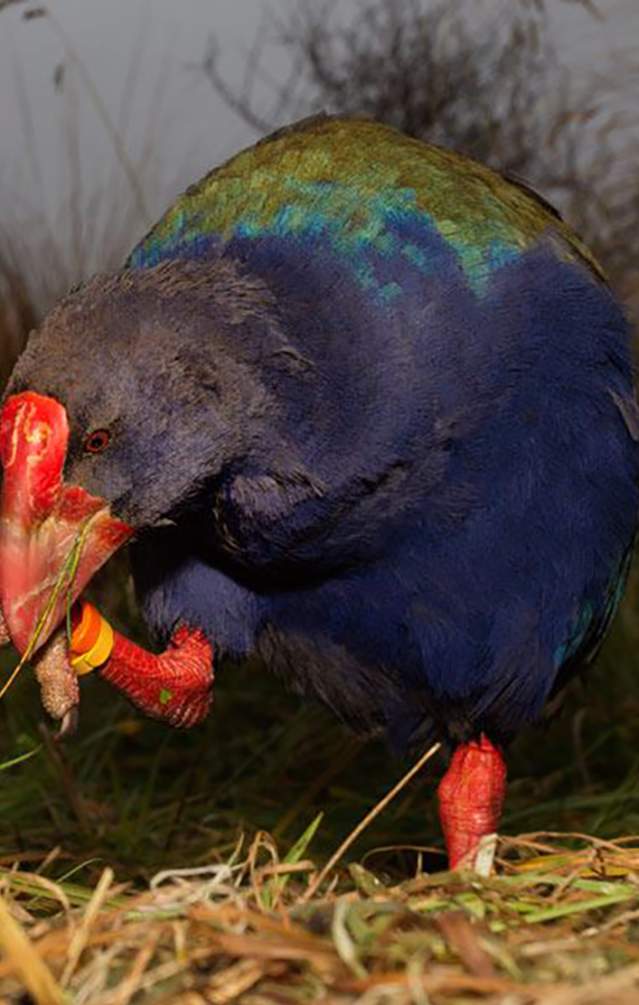 takahe size
