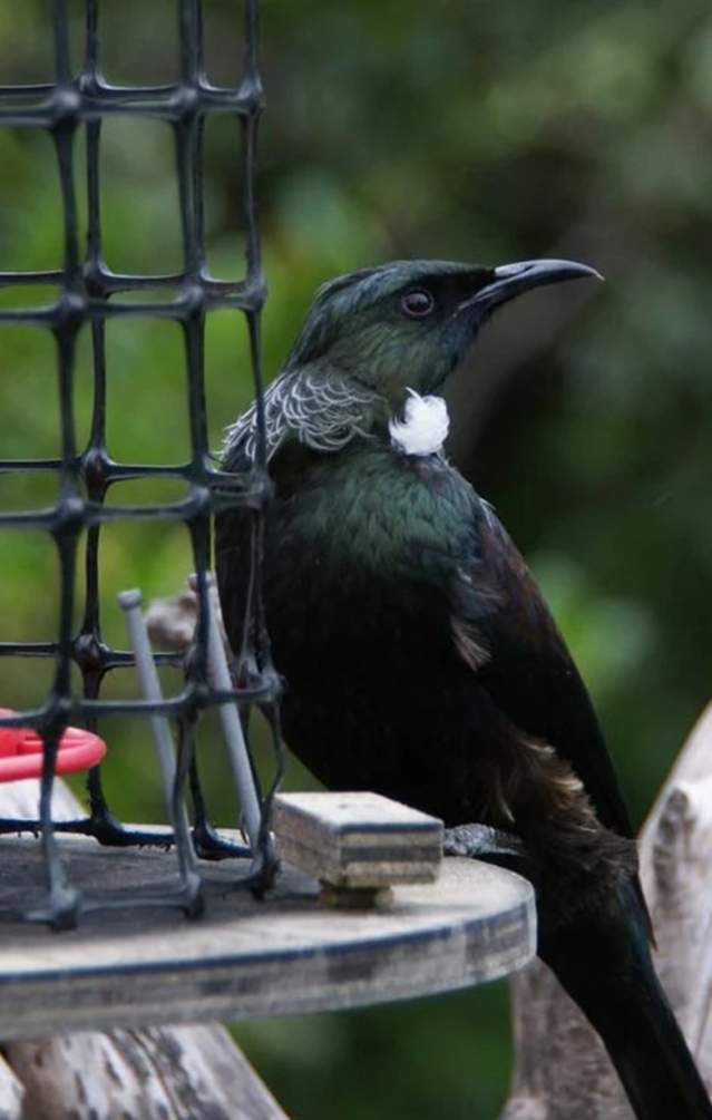 tui bird