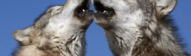 why do werewolves howl