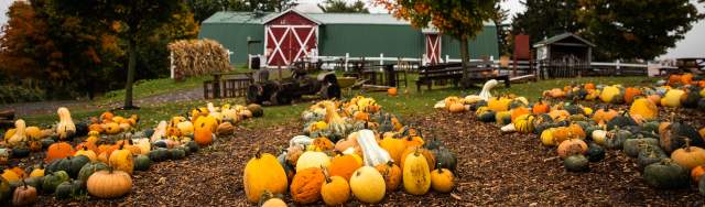 pumpkin picking