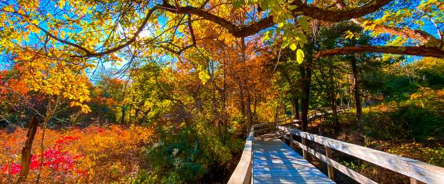 Long Island in the Fall | Pumpkins, Foliage, & Festivals