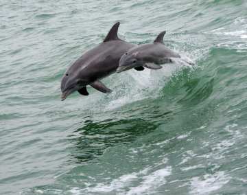 folad dolphins