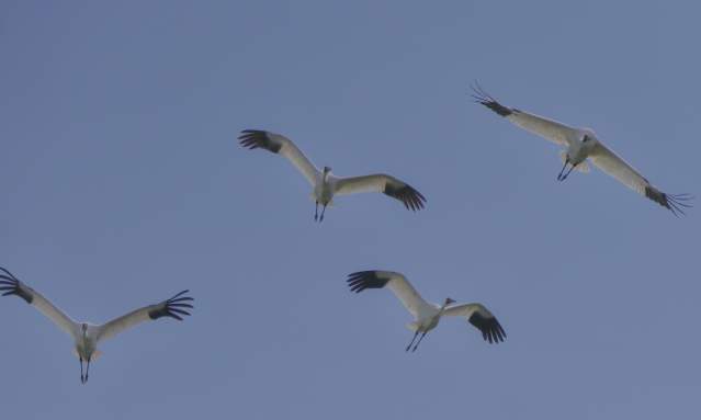 Whooping Crane Festival | Port Aransas