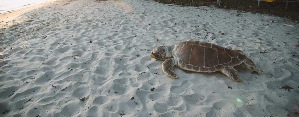 turtle eggs hatching florida