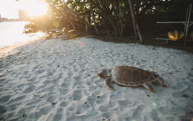 turtle on a beach