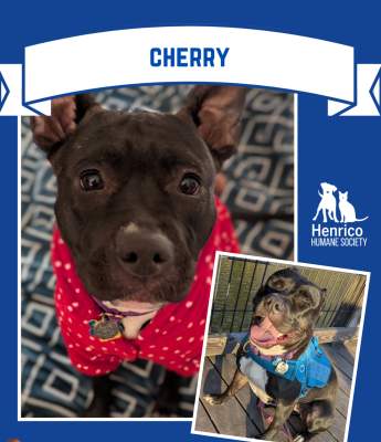 Home [www.henricocenter.com]