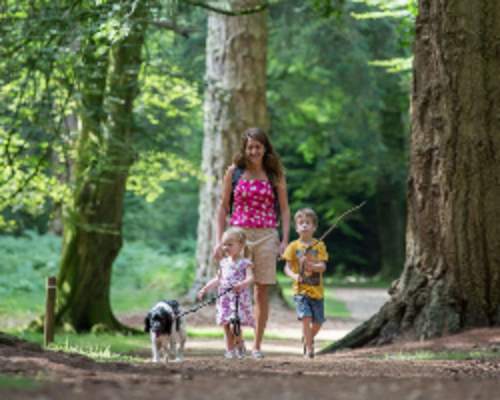 Things to do in the New Forest with Dogs - Visit the New Forest
