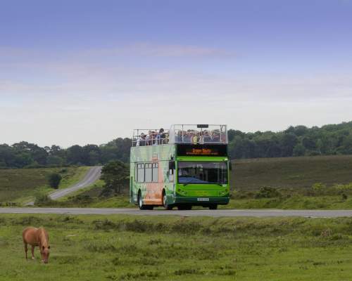 Visit the New Forest | National Park | Official Tourism Board