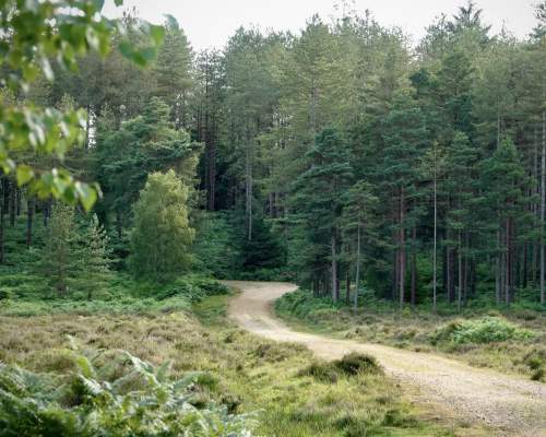 Visit the New Forest | National Park | Official Tourism Board