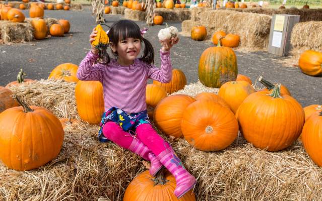 pumpkin picking