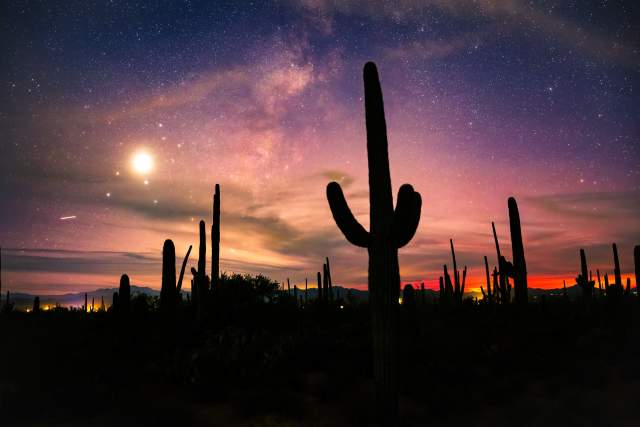 saguaro sunset