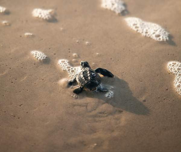 sea turtle hatchlings release