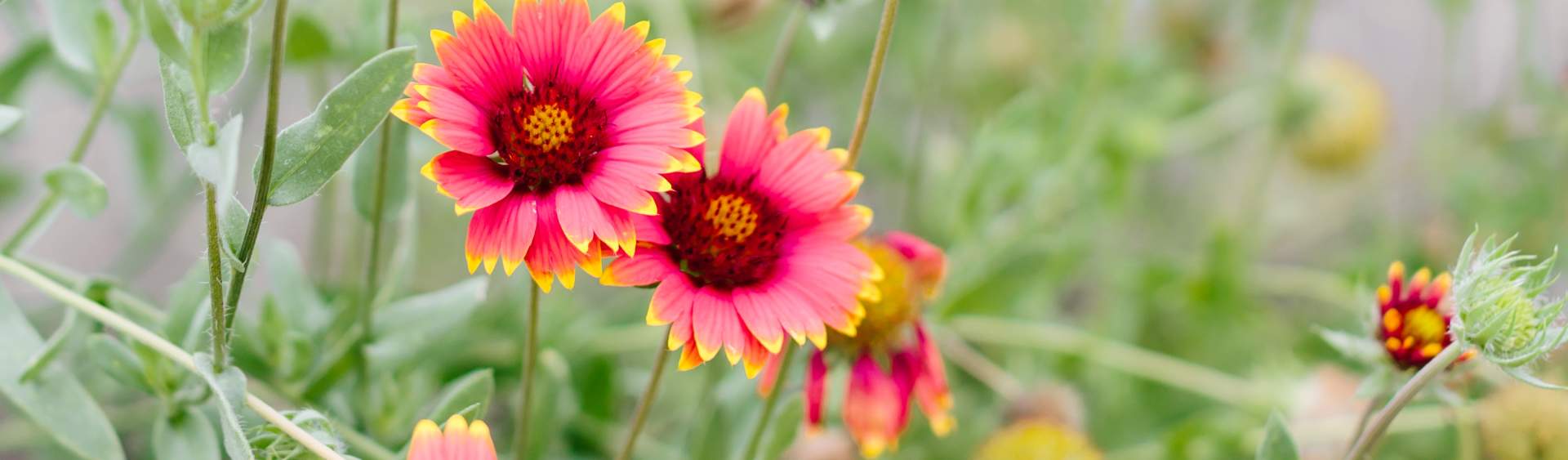 Flowers In Columbia Sc | Best Flower Site