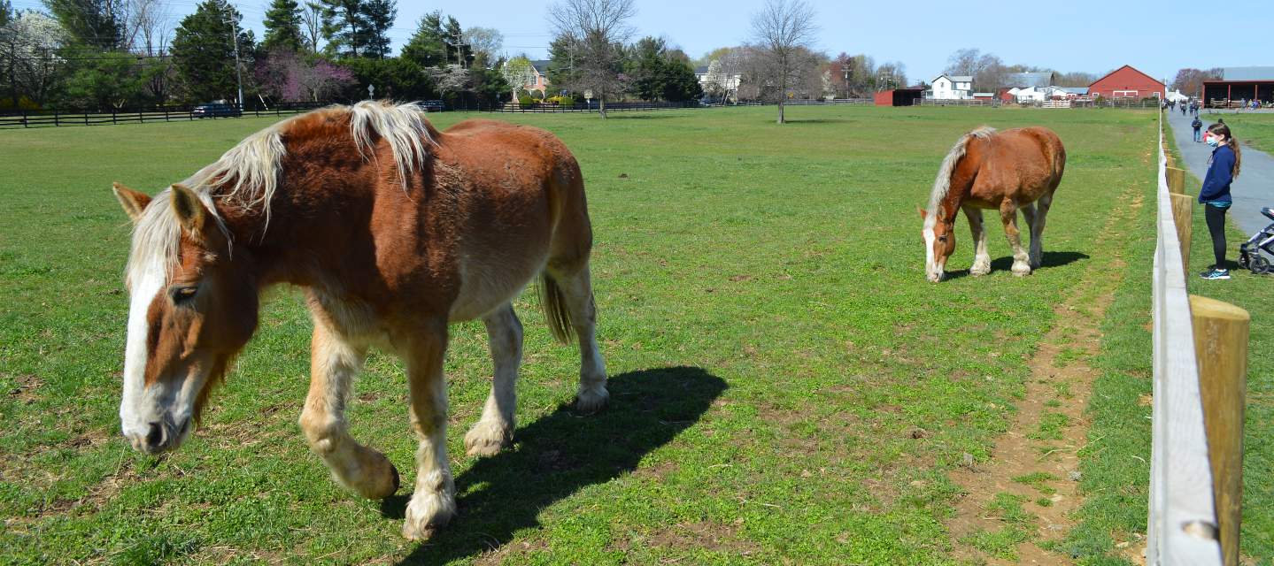 Best Things to Do in Virginia in 2024 | BoxStar Movers