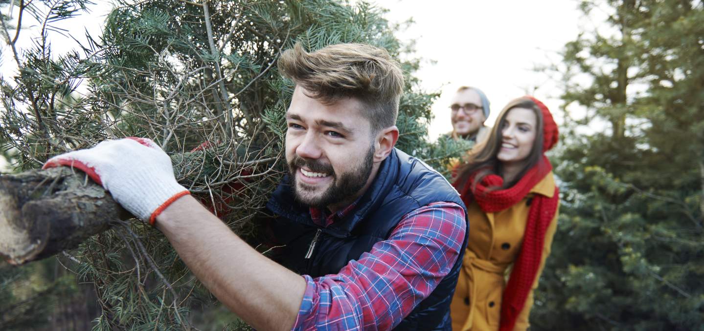 dao tree cutting permit