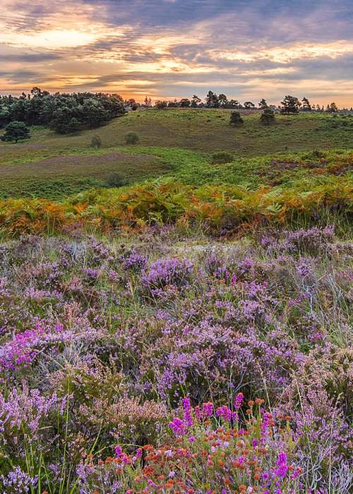 Days Out In The New Forest | Ideas & Inspiration