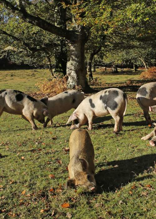 New Forest Pigs and Pannage - Visit the New Forest