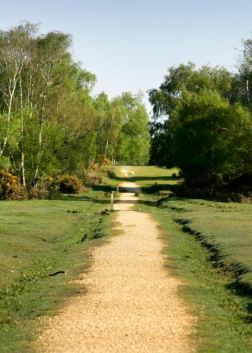 Accessible Walks - Visit the New Forest