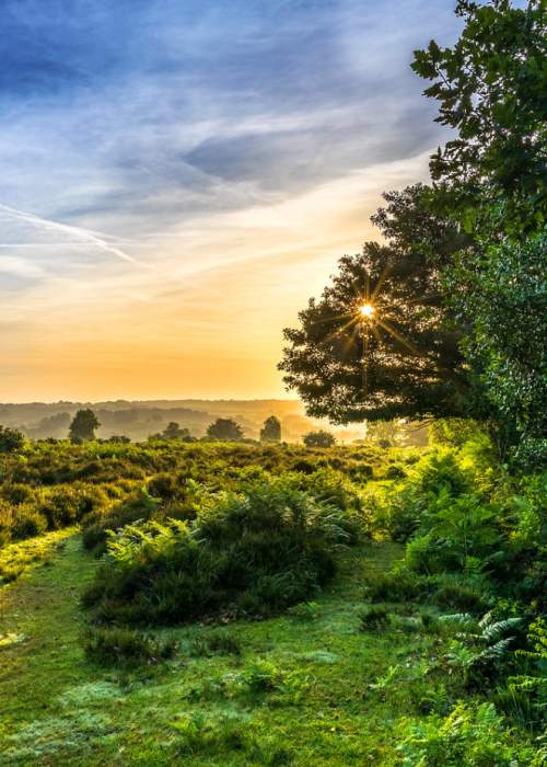Visit the New Forest | National Park | Official Tourism Board