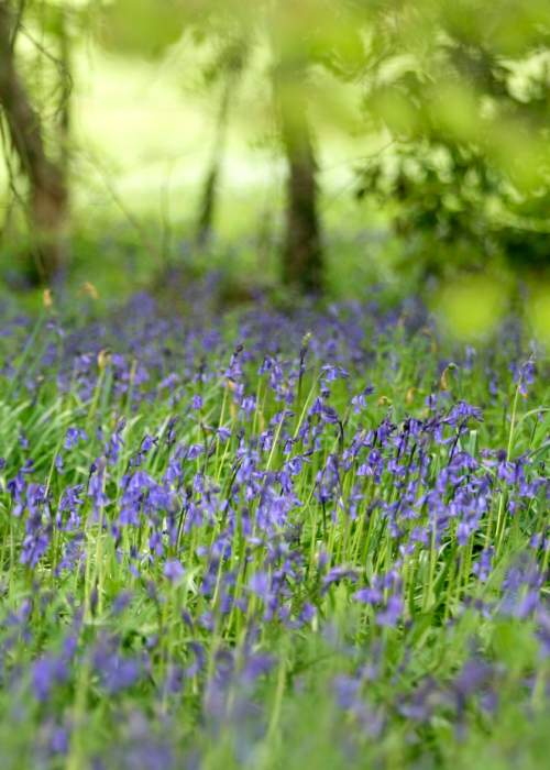 New Forest Wildlife, Free Roaming Animals & Nature Reserves