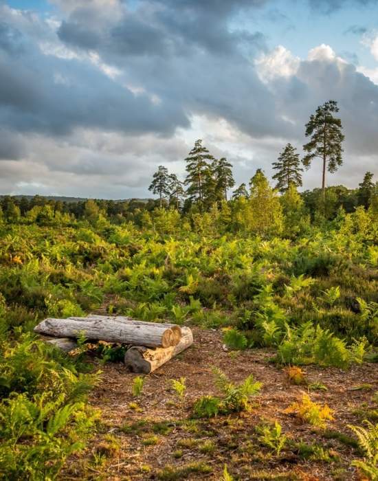 Discover the beautiful South Downs National Park in Sussex