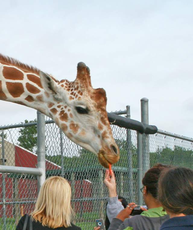 Animal Parks