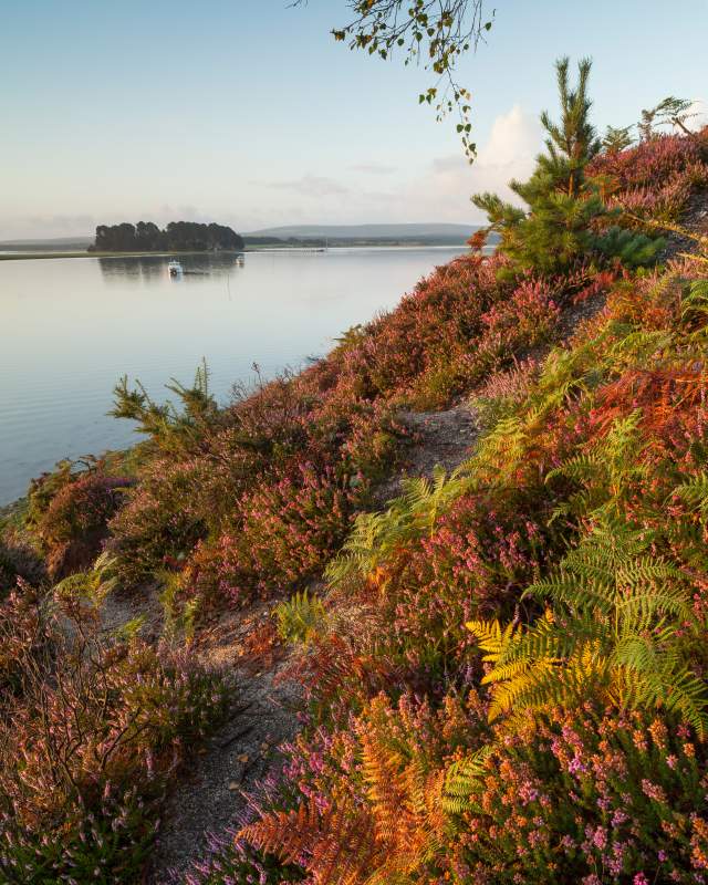 Springwatch in Dorset