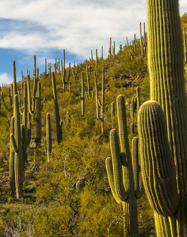 Rincon Mountains