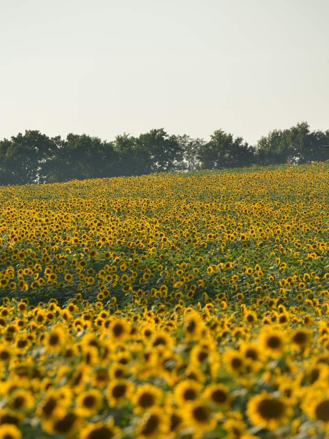 sunflower field