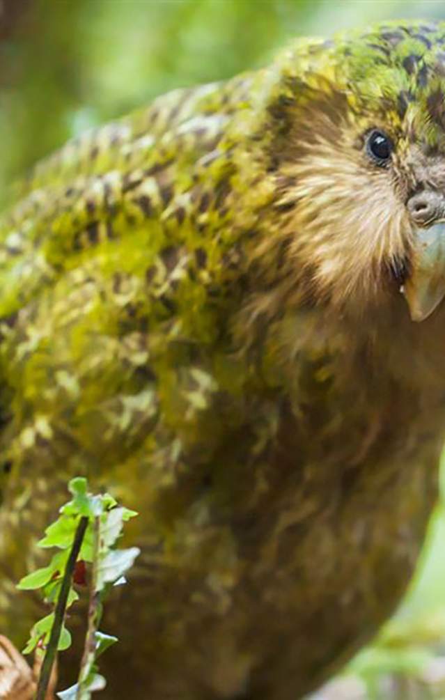 kakapo