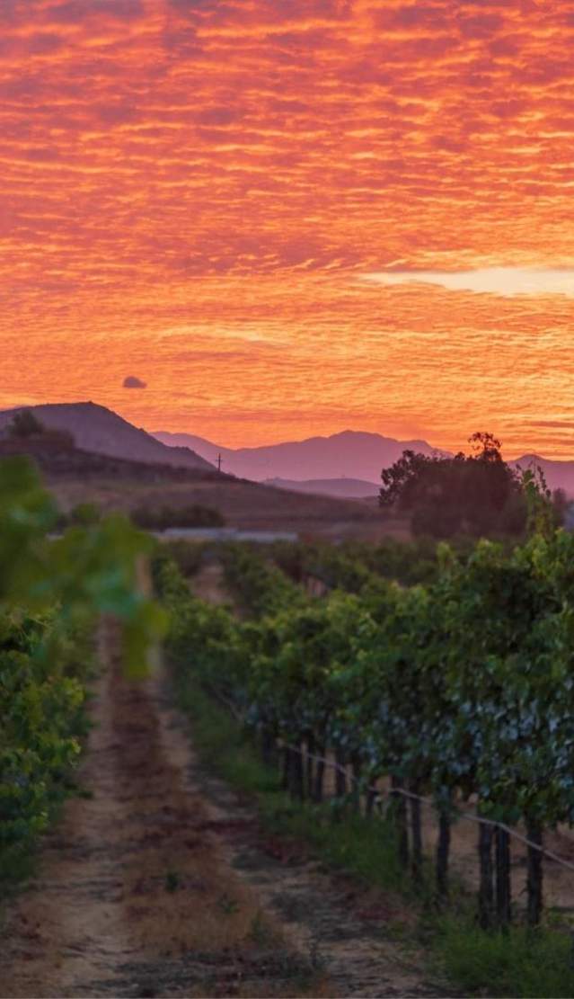 Join Temecula, CA Visitor Bureau | Visit Temecula Valley