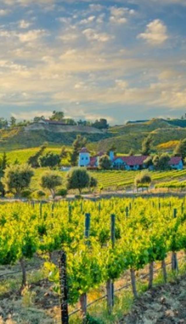 vineyard wallpaper iphone