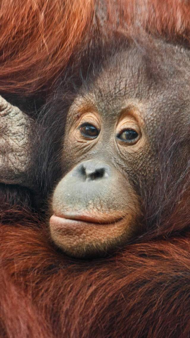 Animals & Nature Attractions in Dorset - Visit Dorset