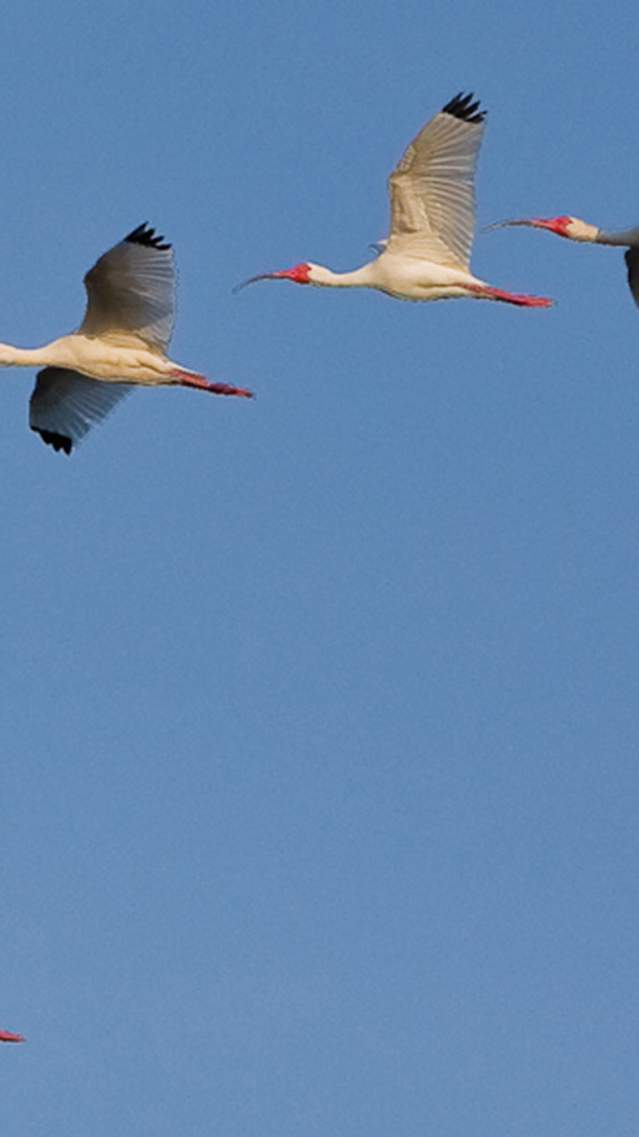 Learn about the Golden Isles Green Leaf business program